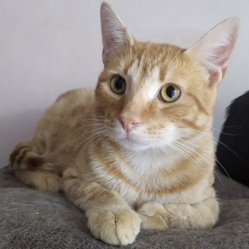 Взрослый кот в добрые руки