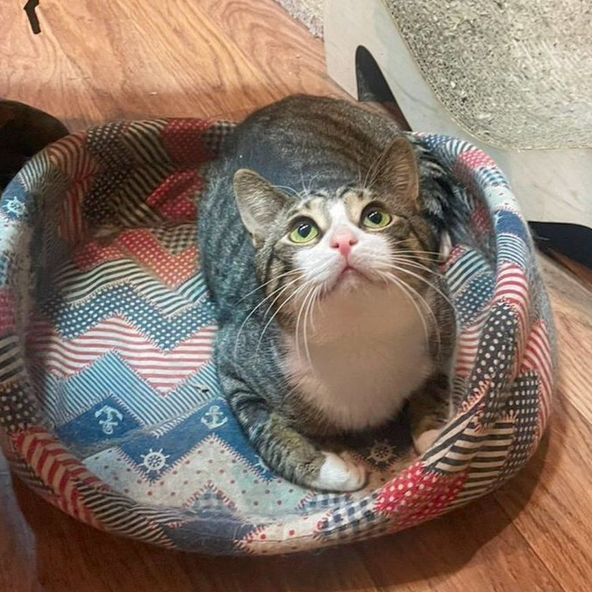 Ласковый котик 1,5 года, кастрирован