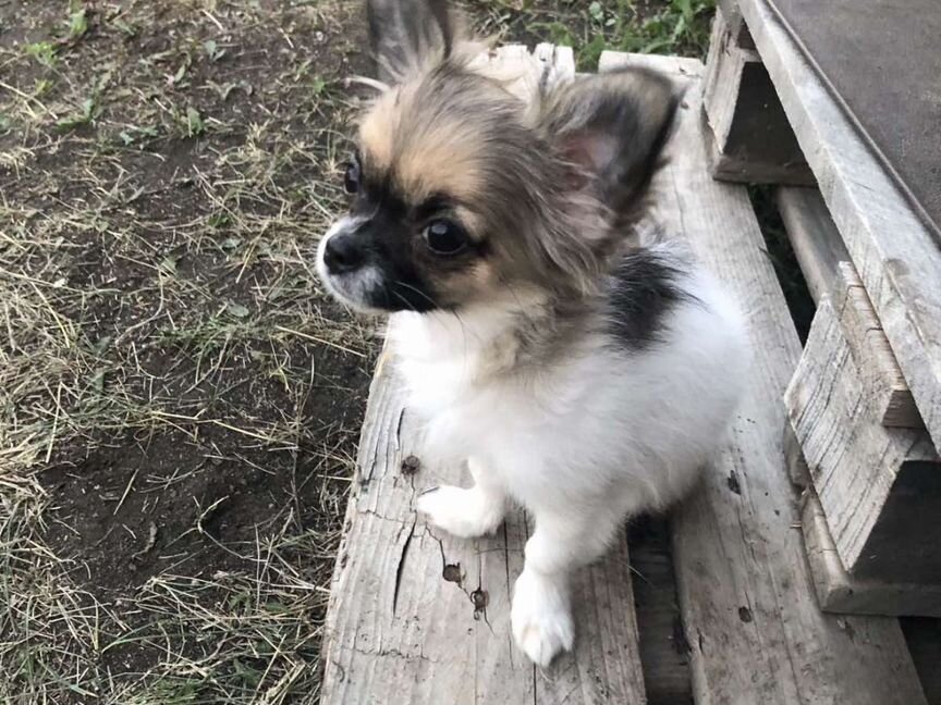 Чихуахуа девочка