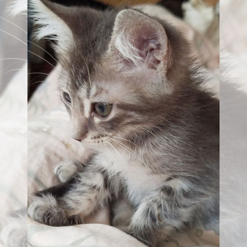 Котёнок в добрые руки
