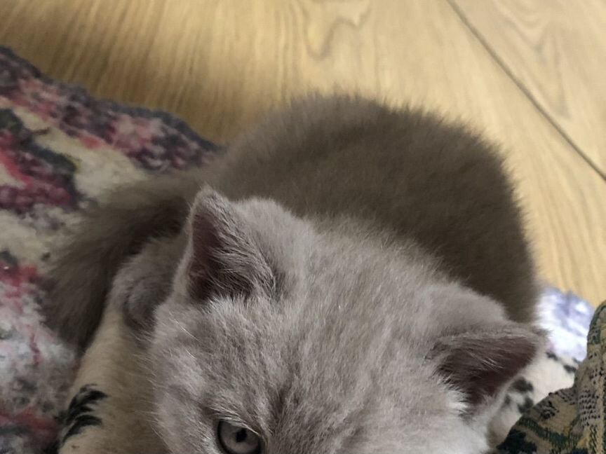 Плюшевый котенок