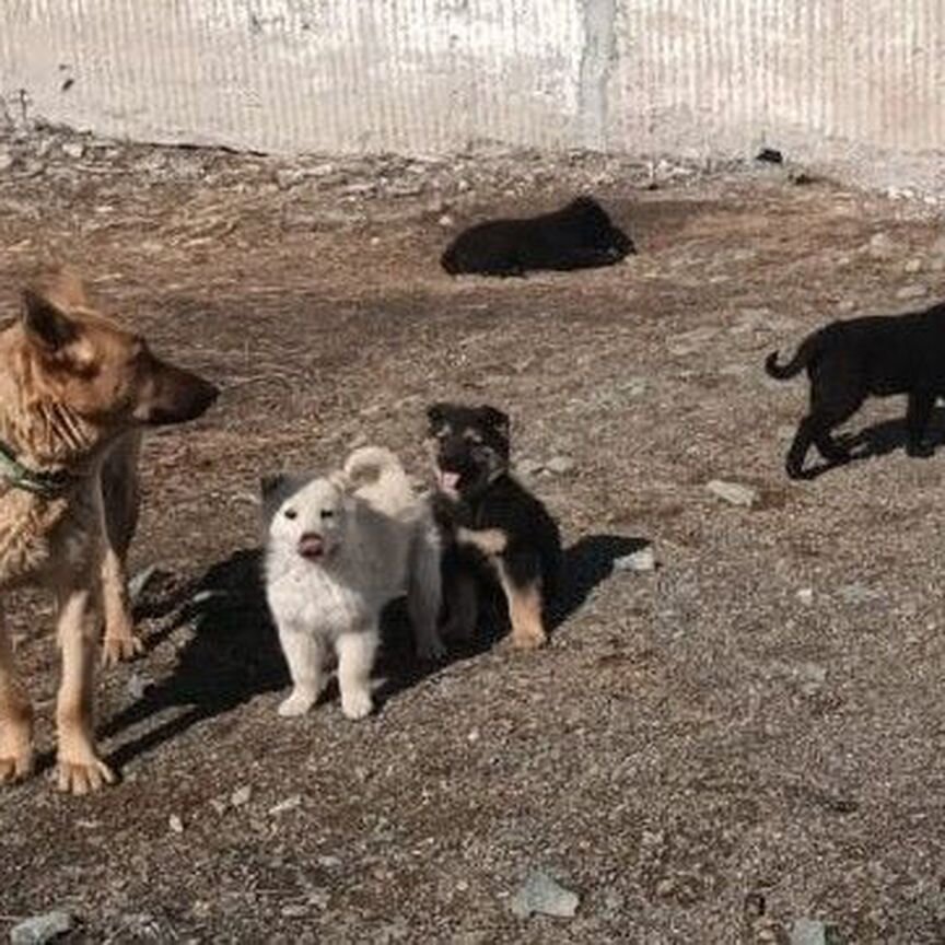 Щенки дворняжки бесплатно