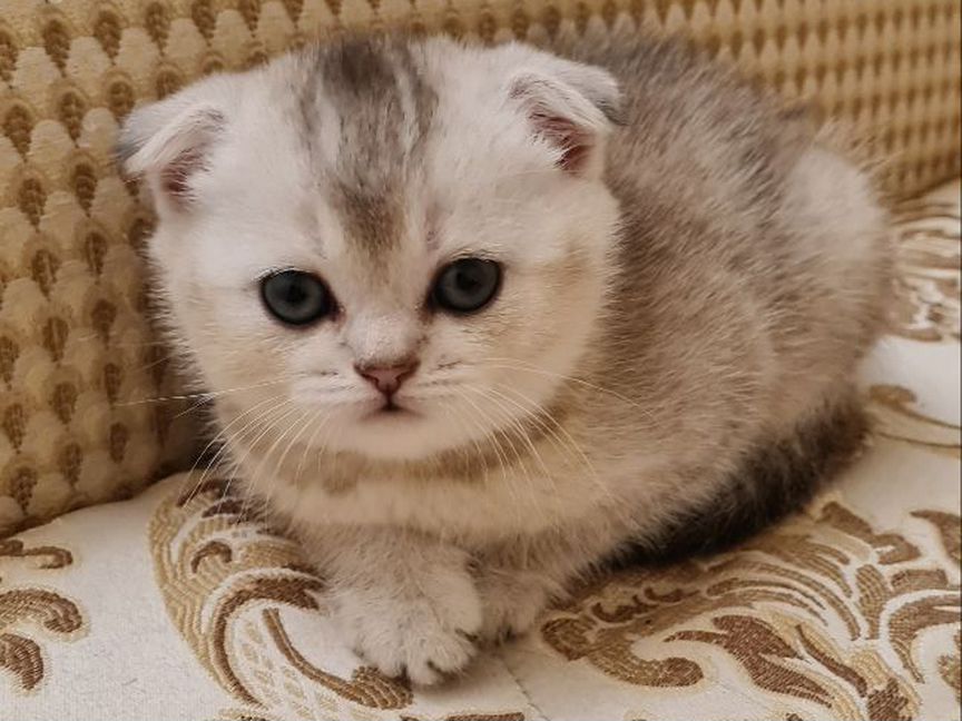 Шотландская
