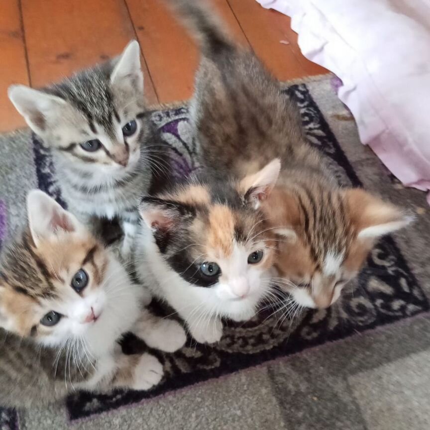 Котята
