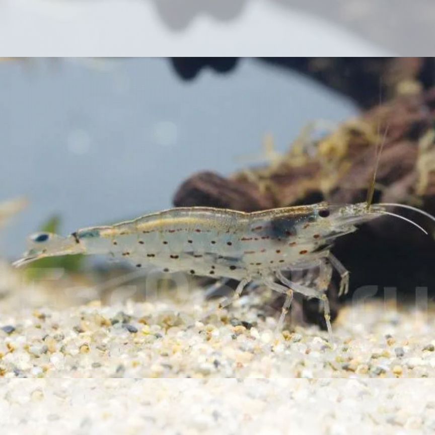 Креветки Амано