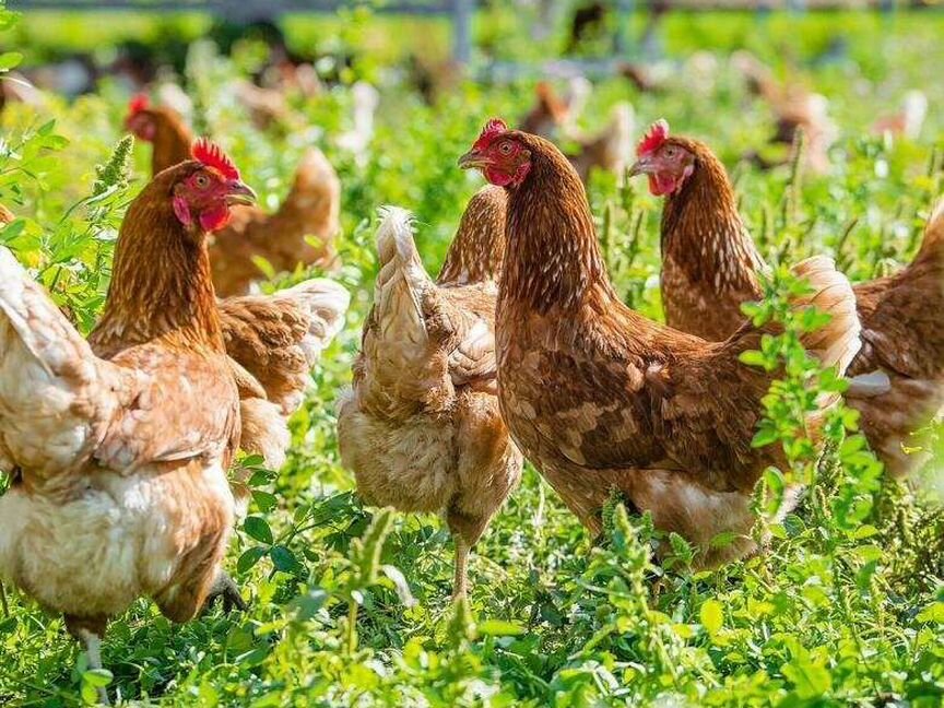 Молодка, Бройлер(запись на февраль)