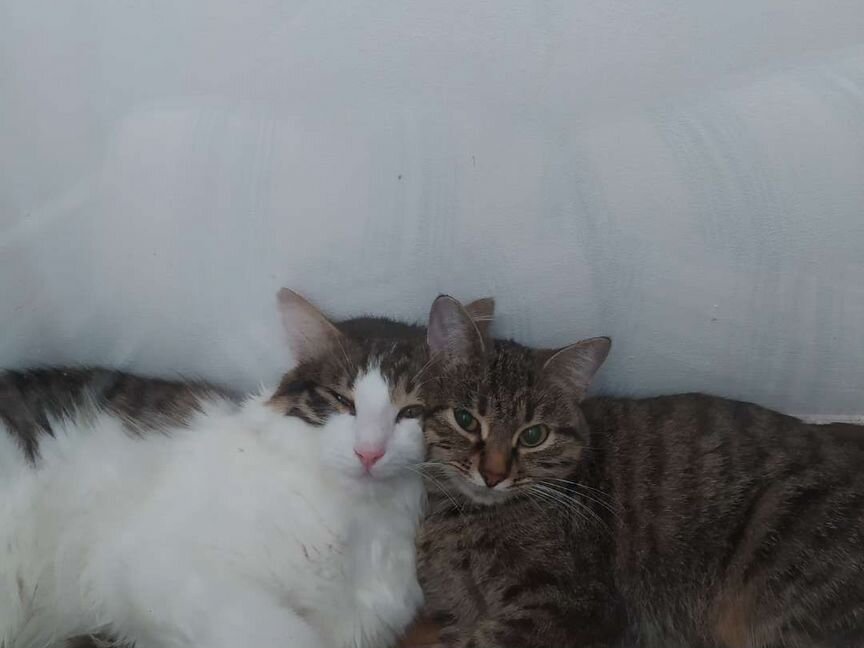 Кошки в добрые руки бесплатно