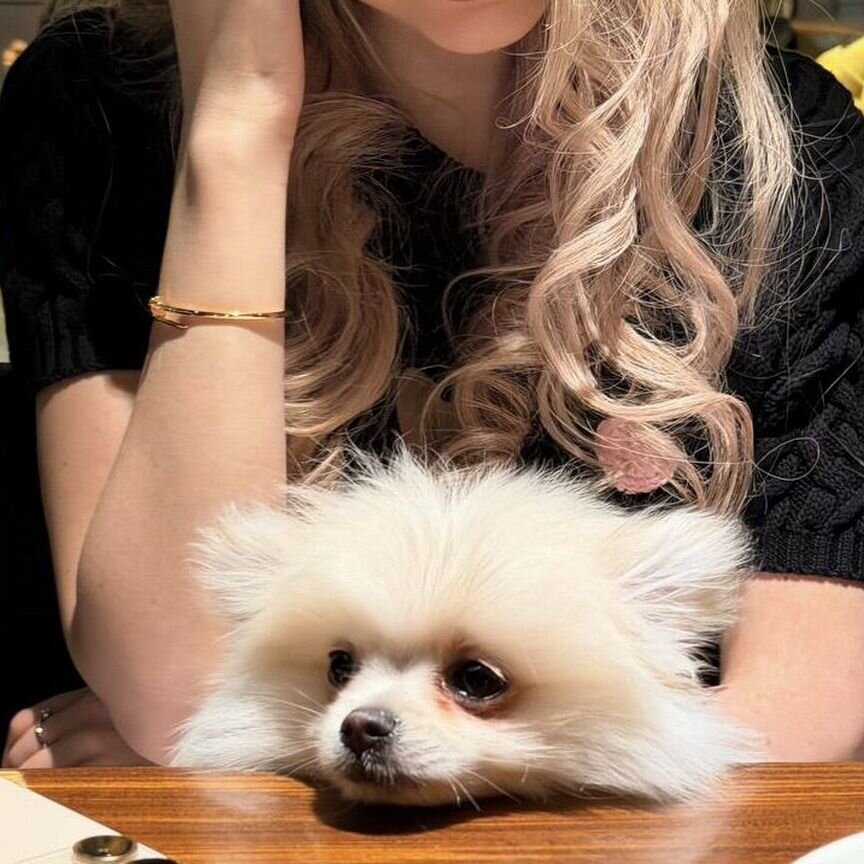 Померанский шпиц, щенок