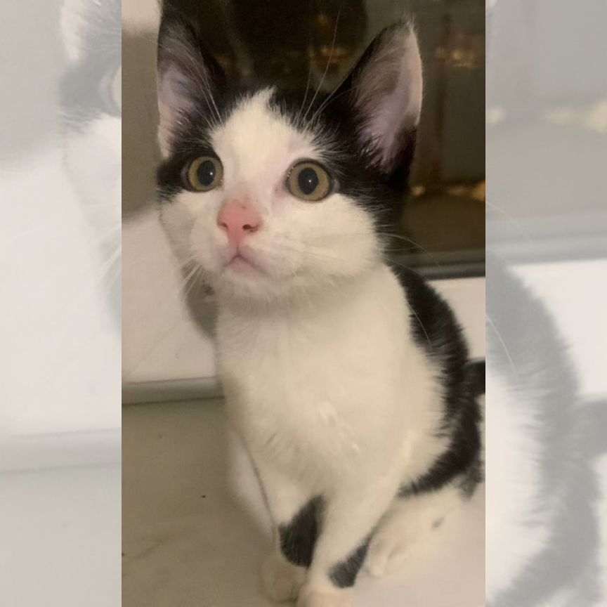 Котёнок в добрые руки