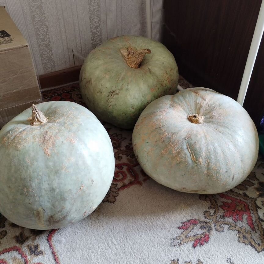 Тыква кормовая