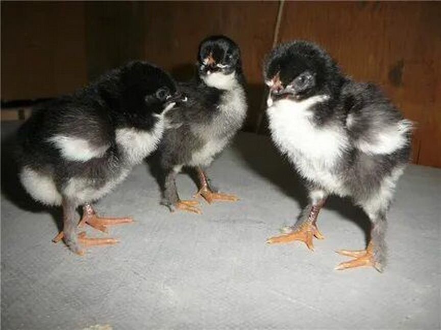 Цыплята марана