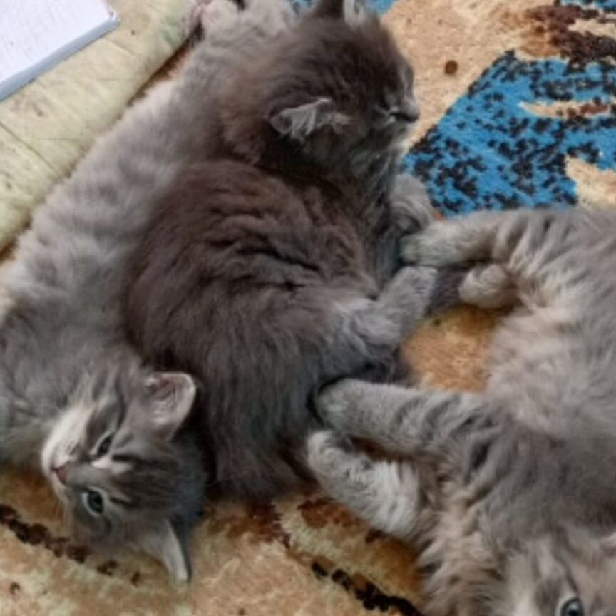 Котята в добрые руки бесплатно мальчик