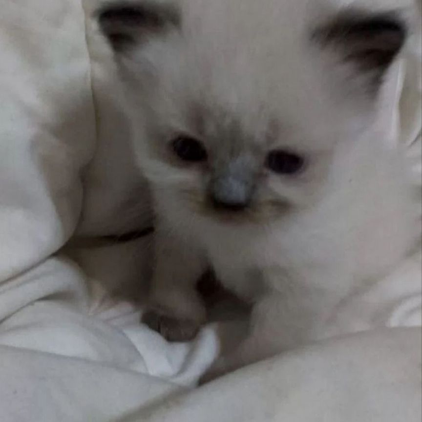 Котята перс