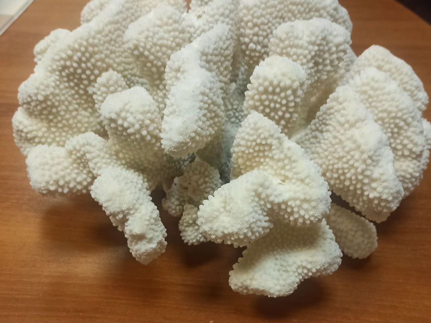 Большой натуральный коралл 32*32*15 см