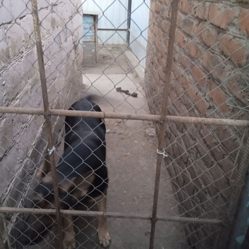 Немецкая овчарка1, 4месяца