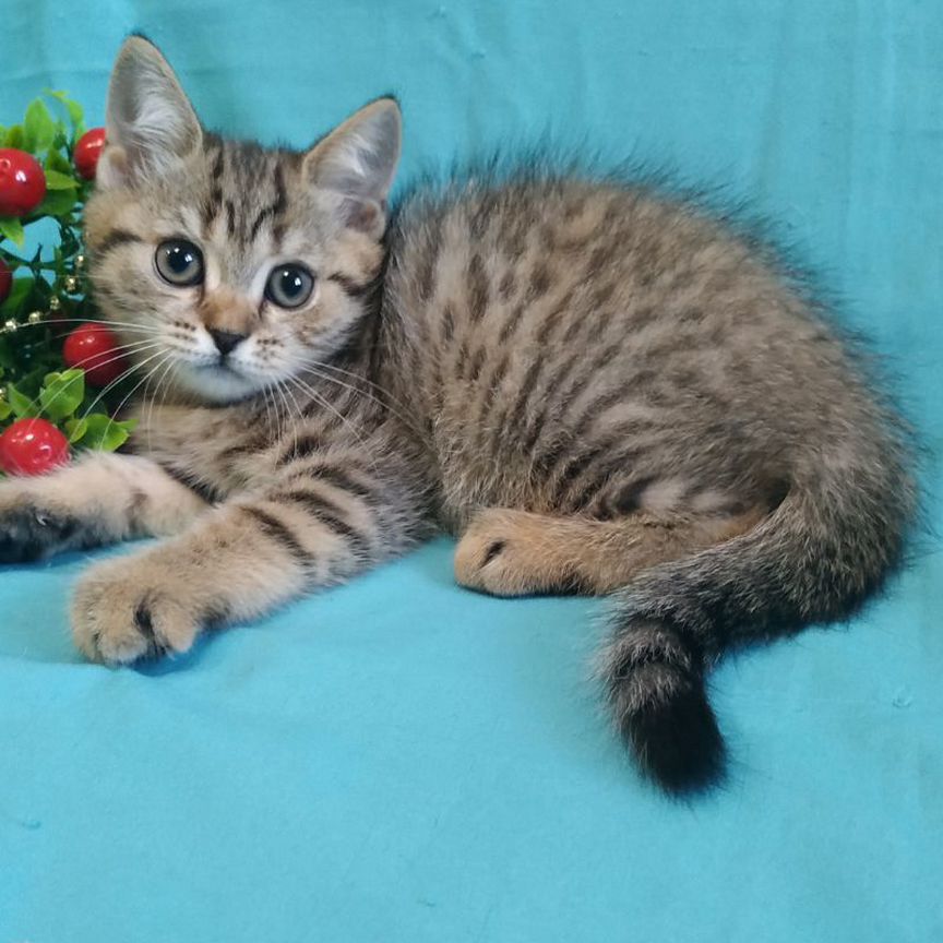 Шотландская кошечка