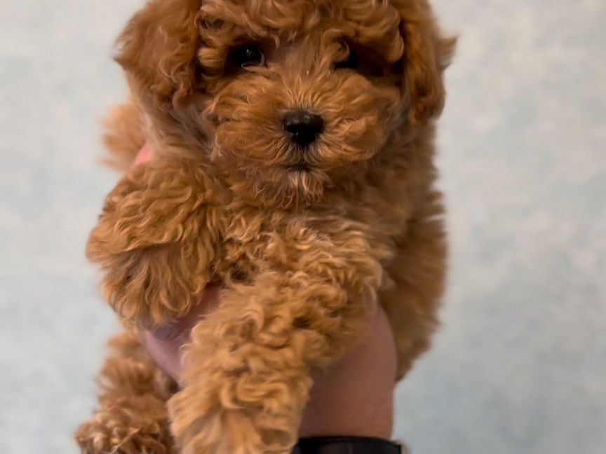 Мини мальтипу