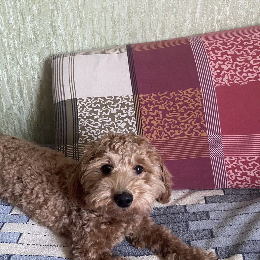 Вязка мальтипу