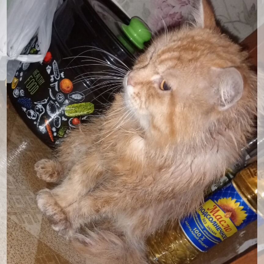 Найден рыжий кот