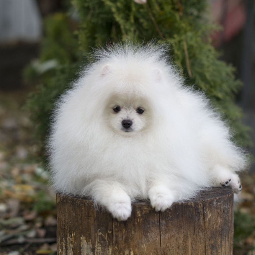 Шикарные мальчики шпицы