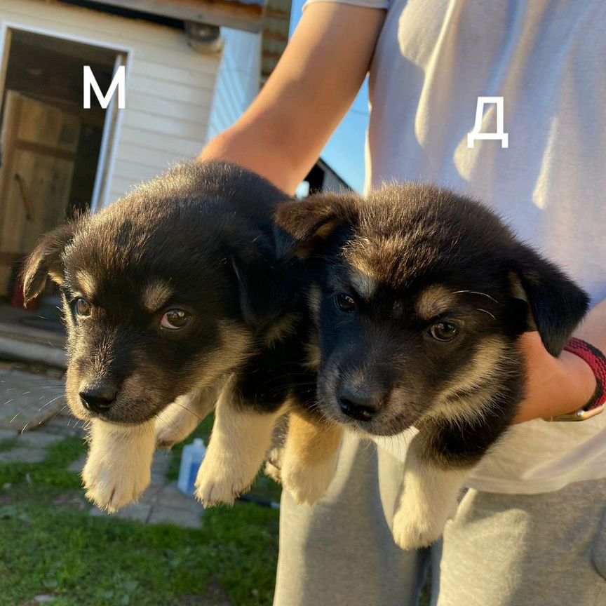 Дворняжка с лайкой