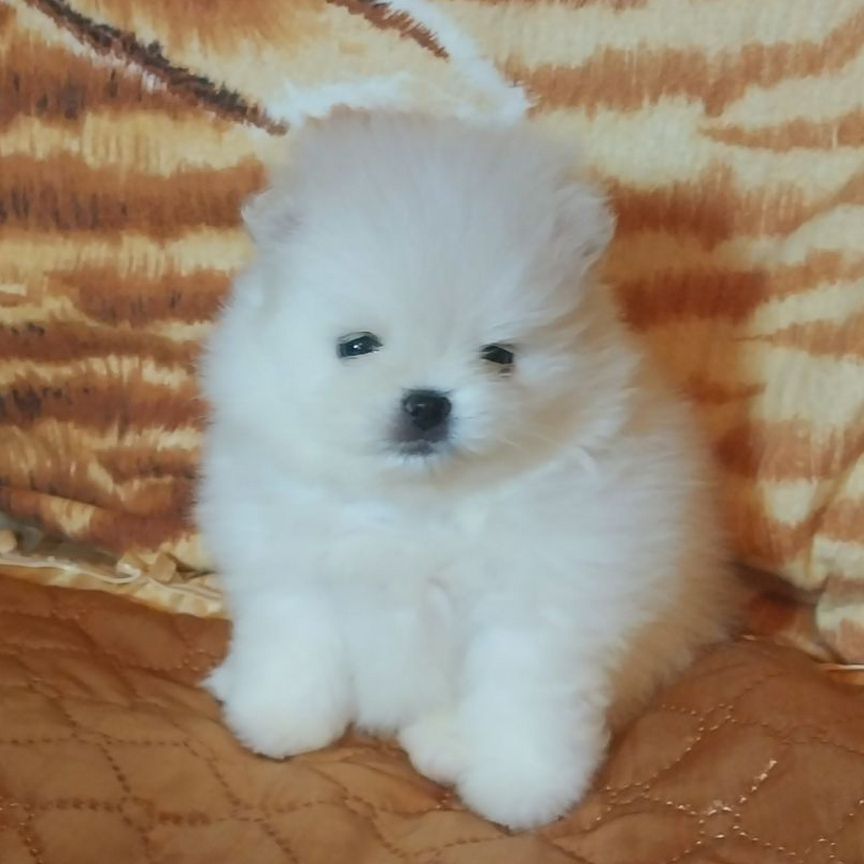 Померанский шпиц, щенок