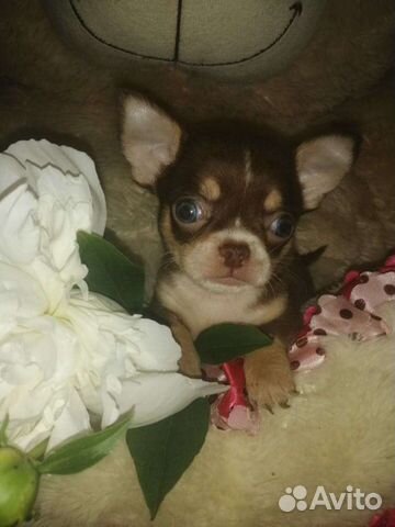 Пупс красатун