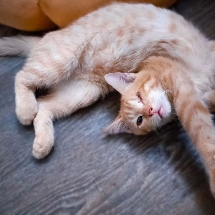 Рыжий котенок