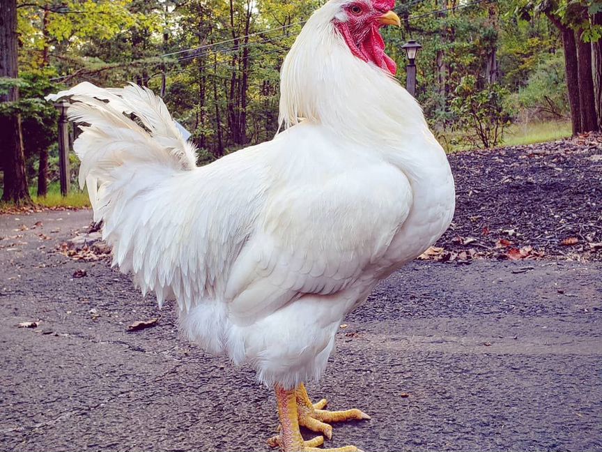 Бройлерные петухи