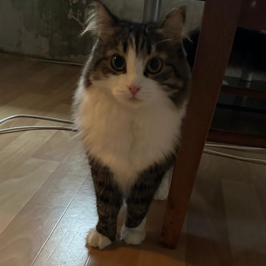 Взрослая кошка в добрые руки