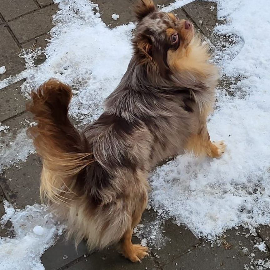 Чихуахуа, взрослый пёс