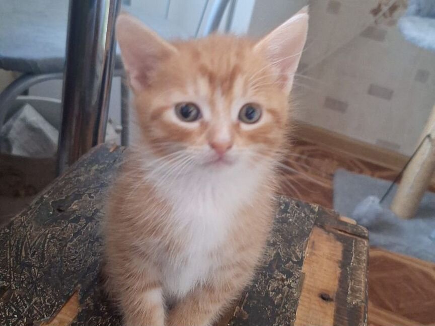 Домашние животные котята бесплатно