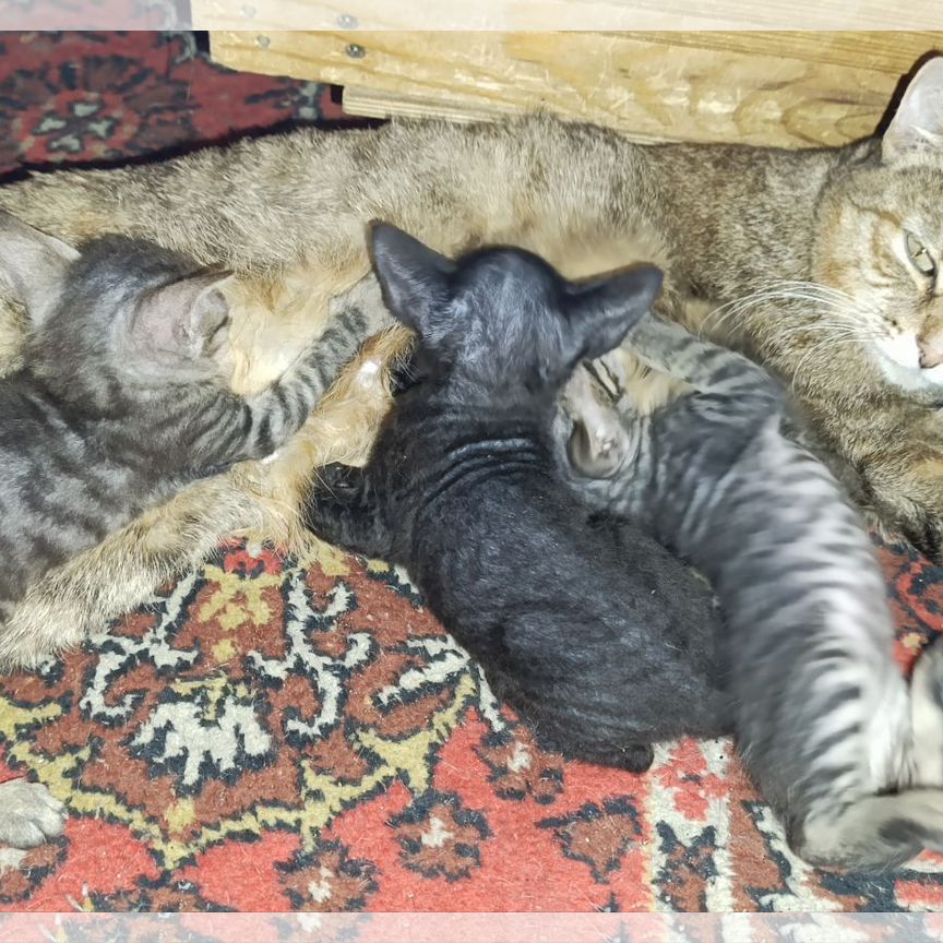 Донской сфинкс котёнок