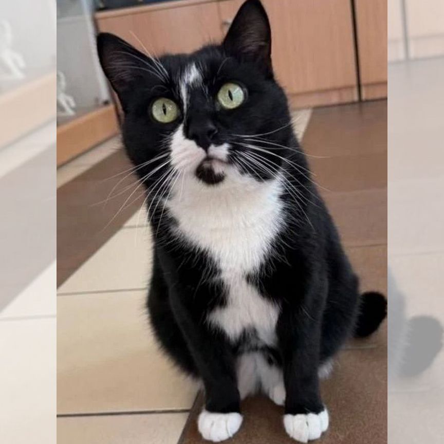 Взрослый кот в добрые руки