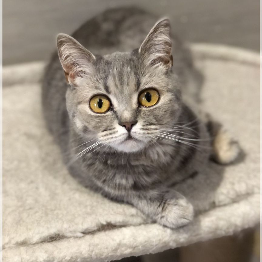 Шотландская прямоухая длинношёрстная, взрослая кошка