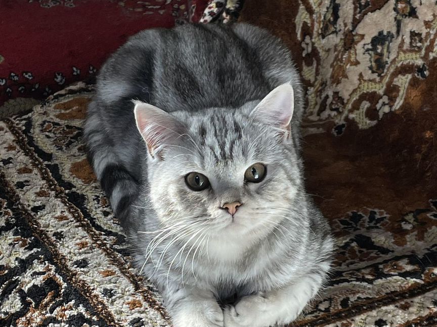 Шотландский кот на вязку