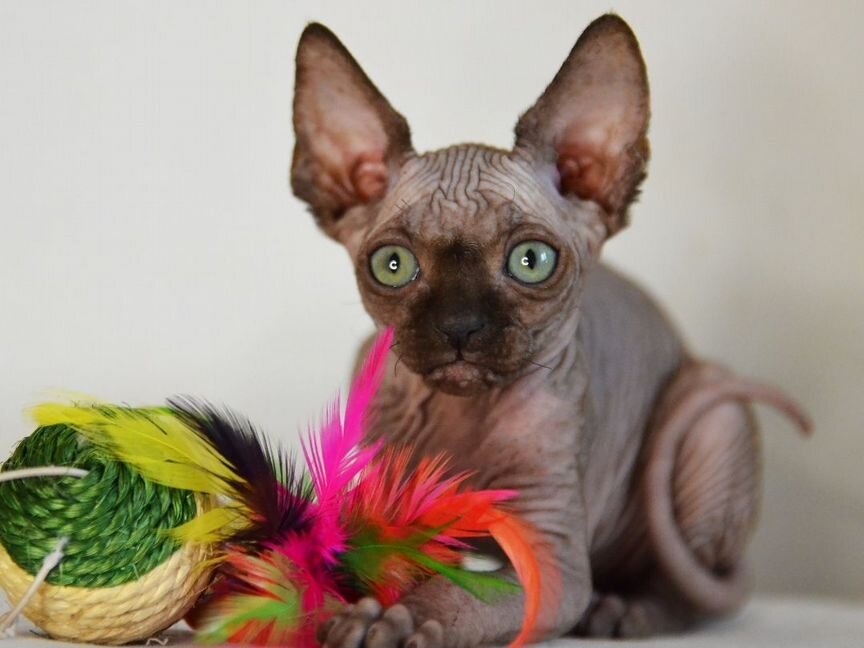 Канадский сфинкс. Chocolate, мальчик