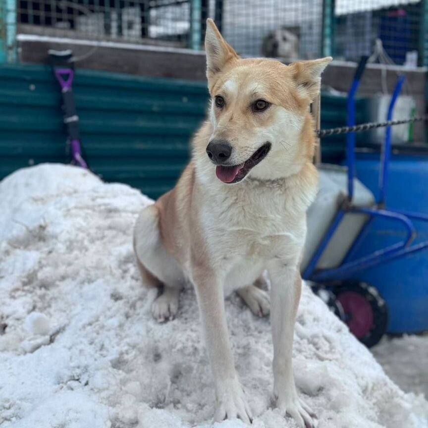 Рыжий красавец Вихрь проживает в приюте Некрасовка
