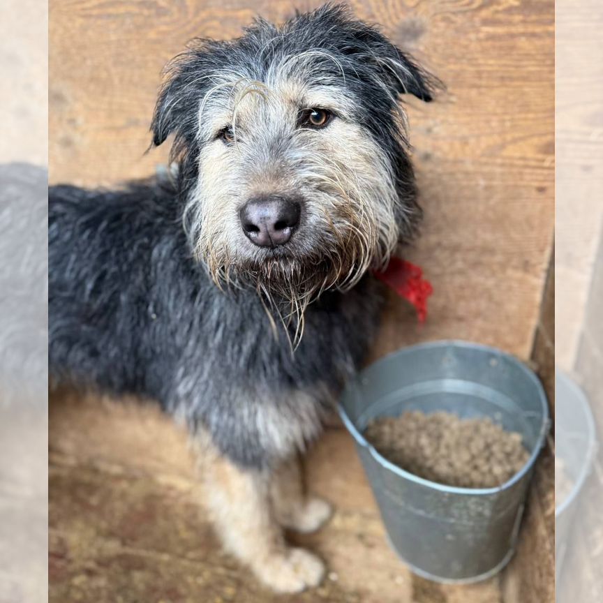 Взрослый пёс в добрые руки