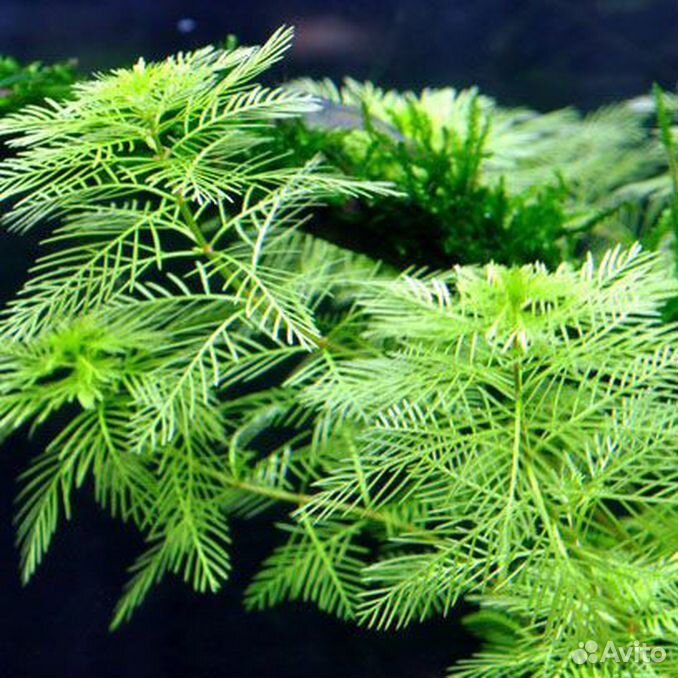 Перистолистник матогросский Myriophyllum matogross