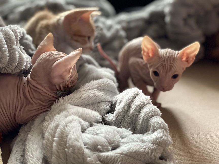 Донской сфинкс котята