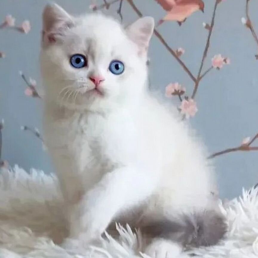 Шотландский прямоухий короткошёрстный котёнок