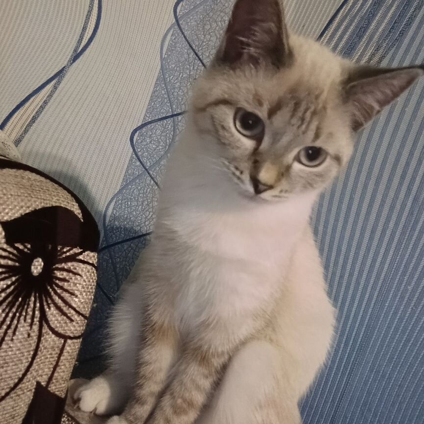 Вязка кошки