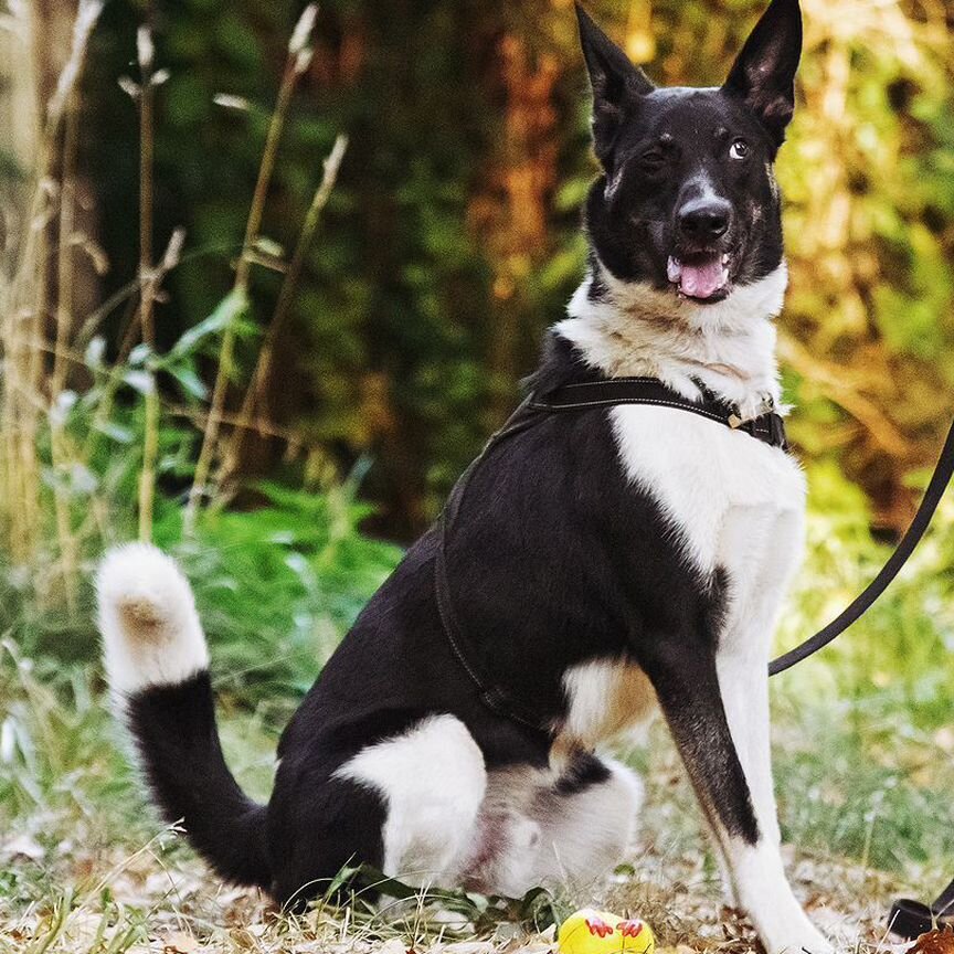 Собака в добрые руки отдам бесплатно