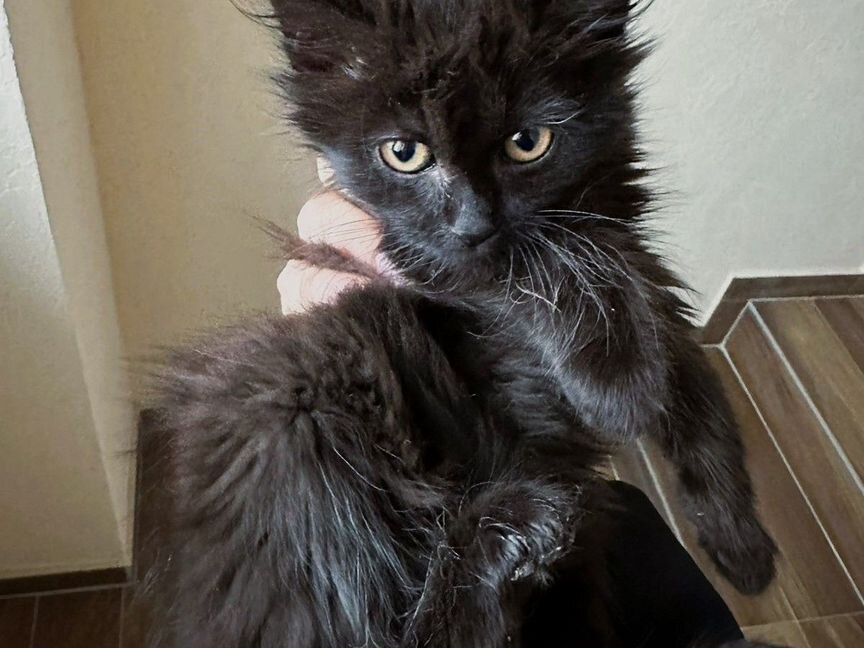Котёнок черный в добрые руки