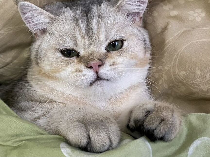 Серебристая шиншилла в добрые руки