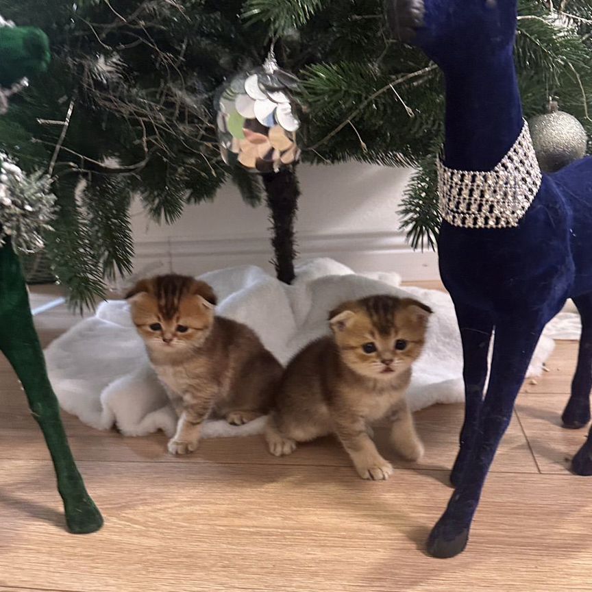 Шотландский вислоухий короткошёрстный котёнок