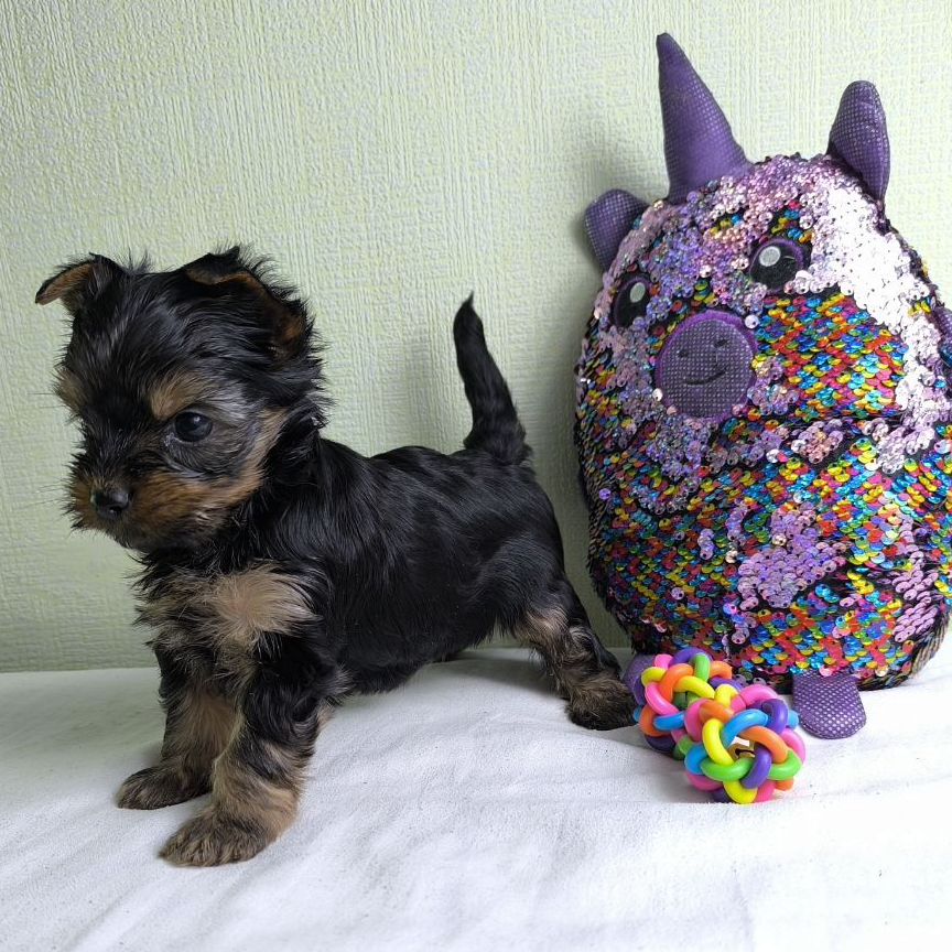 Йоркширский терьер, щенок