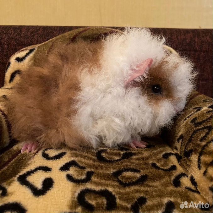 Морская свинка Лункария