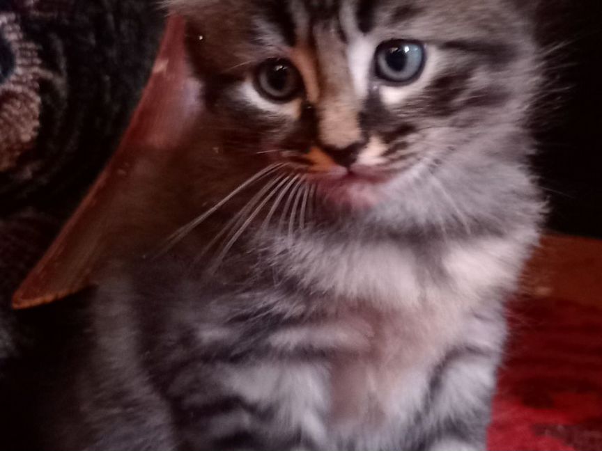 Котята бобтейл